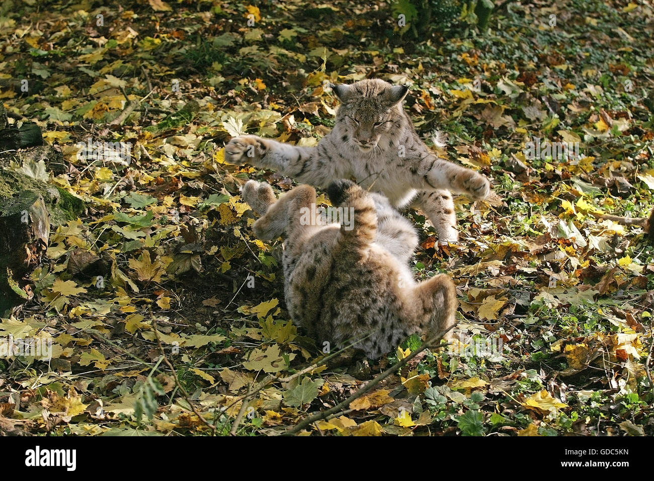 EUROPEAN LYNX felis lynx, ADULTS FIGHTING Stock Photo - Alamy