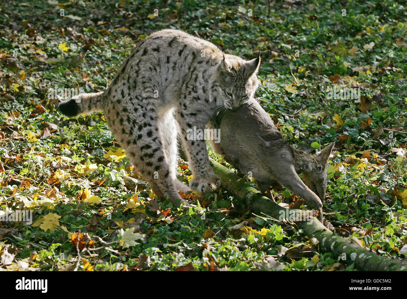 European Lynx, felis lynx with a Kill, a Roe Deer Stock Photo - Alamy