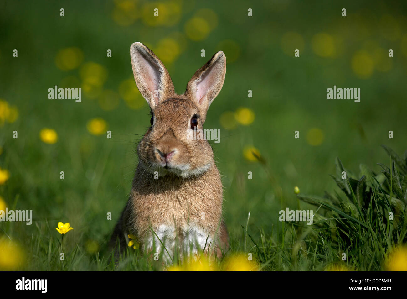 European Rabbit or Wild Rabbit, oryctolagus cuniculus, Adult with ...