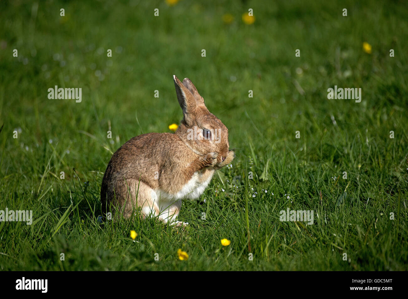 European Rabbit or Wild Rabbit, oryctolagus cuniculus, Adult Grooming ...