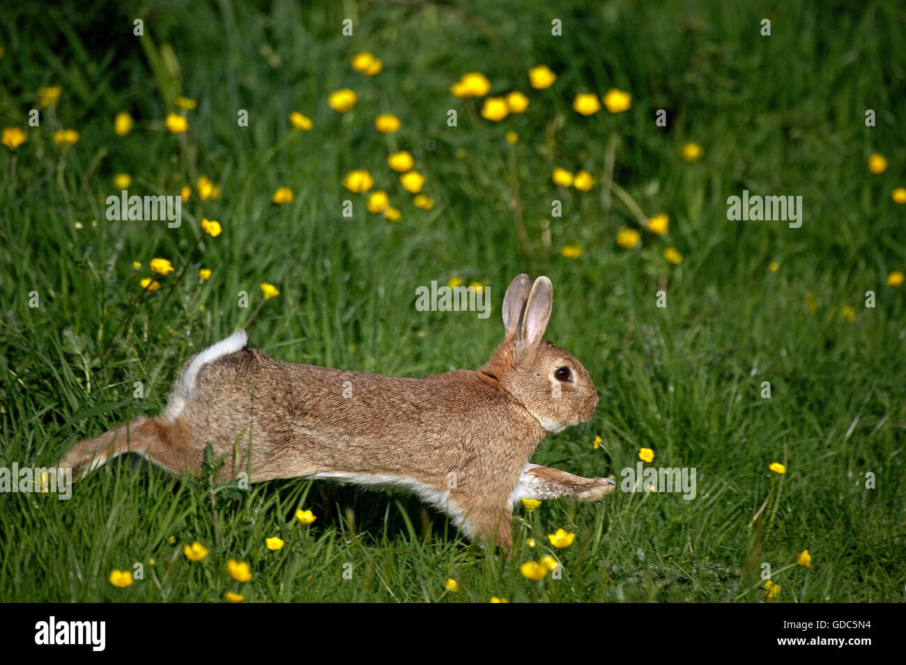Rabbit oryctolagus cuniculus running through hi-res stock photography ...