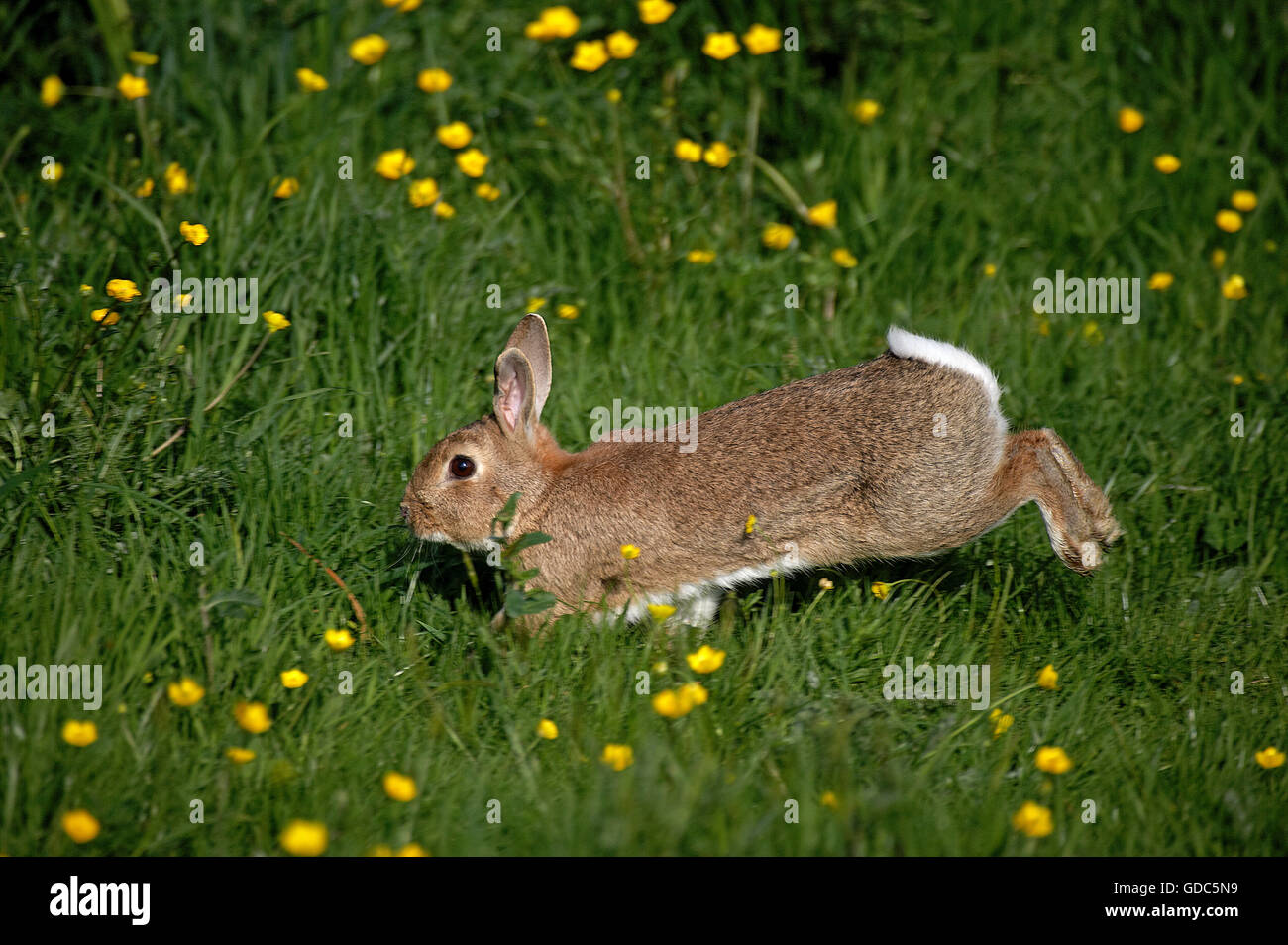 European Rabbit, oryctolagus cuniculus, Running Throught Yellow Flowers ...