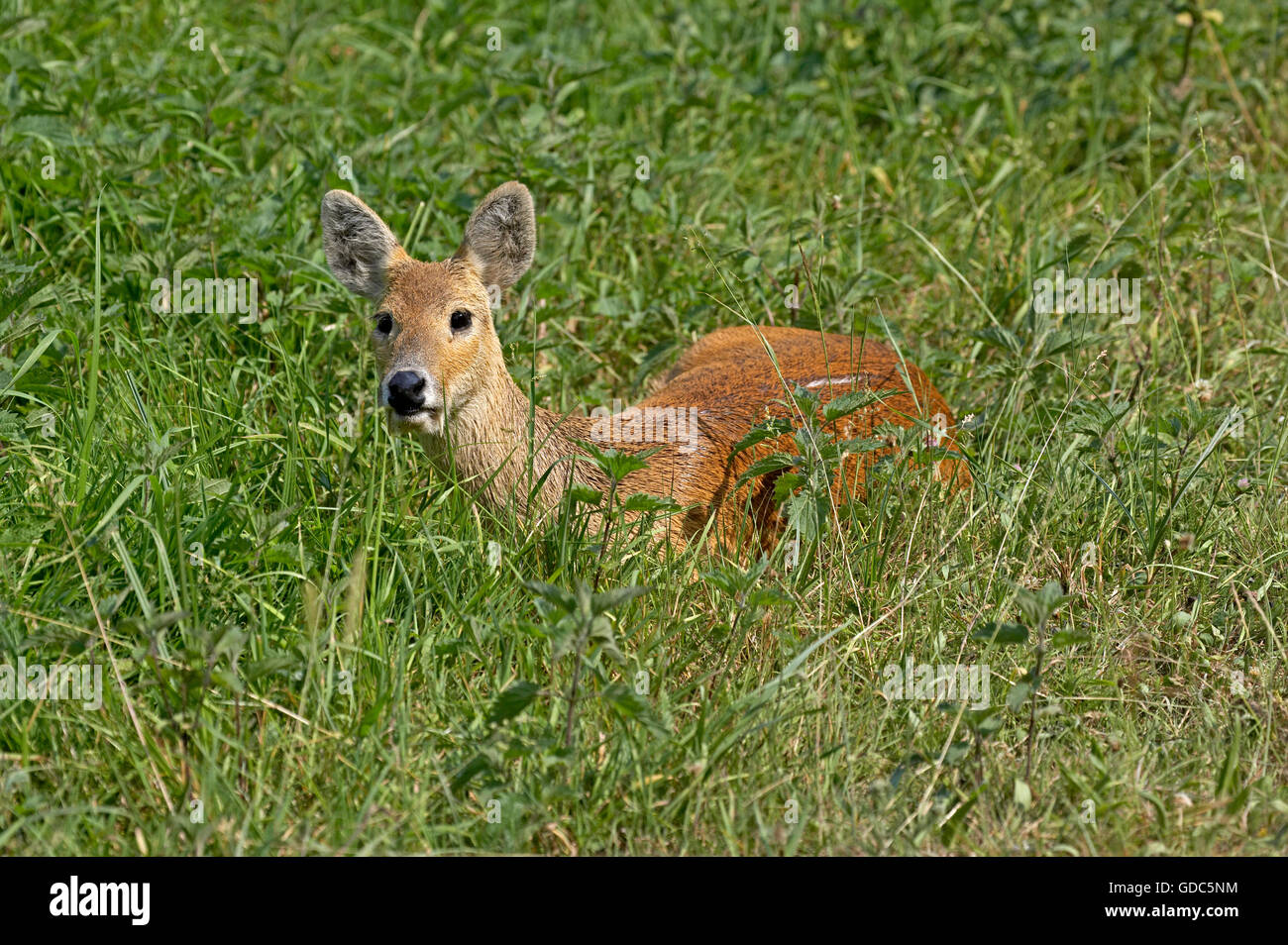 Chinese Water Deer, hydropotes inermis, Adult laying on Grass Stock ...