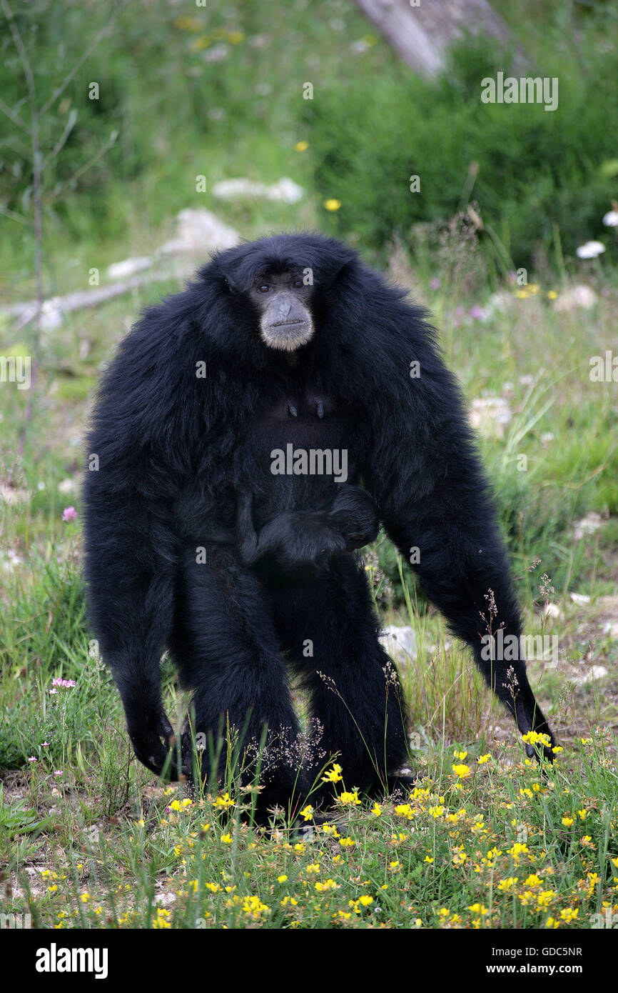 Siamang gibbon hi-res stock photography and images - Alamy