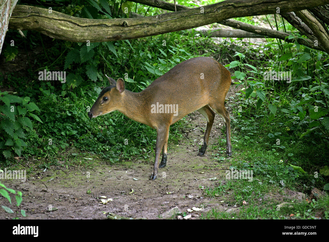 Chinese muntjak hi-res stock photography and images - Alamy