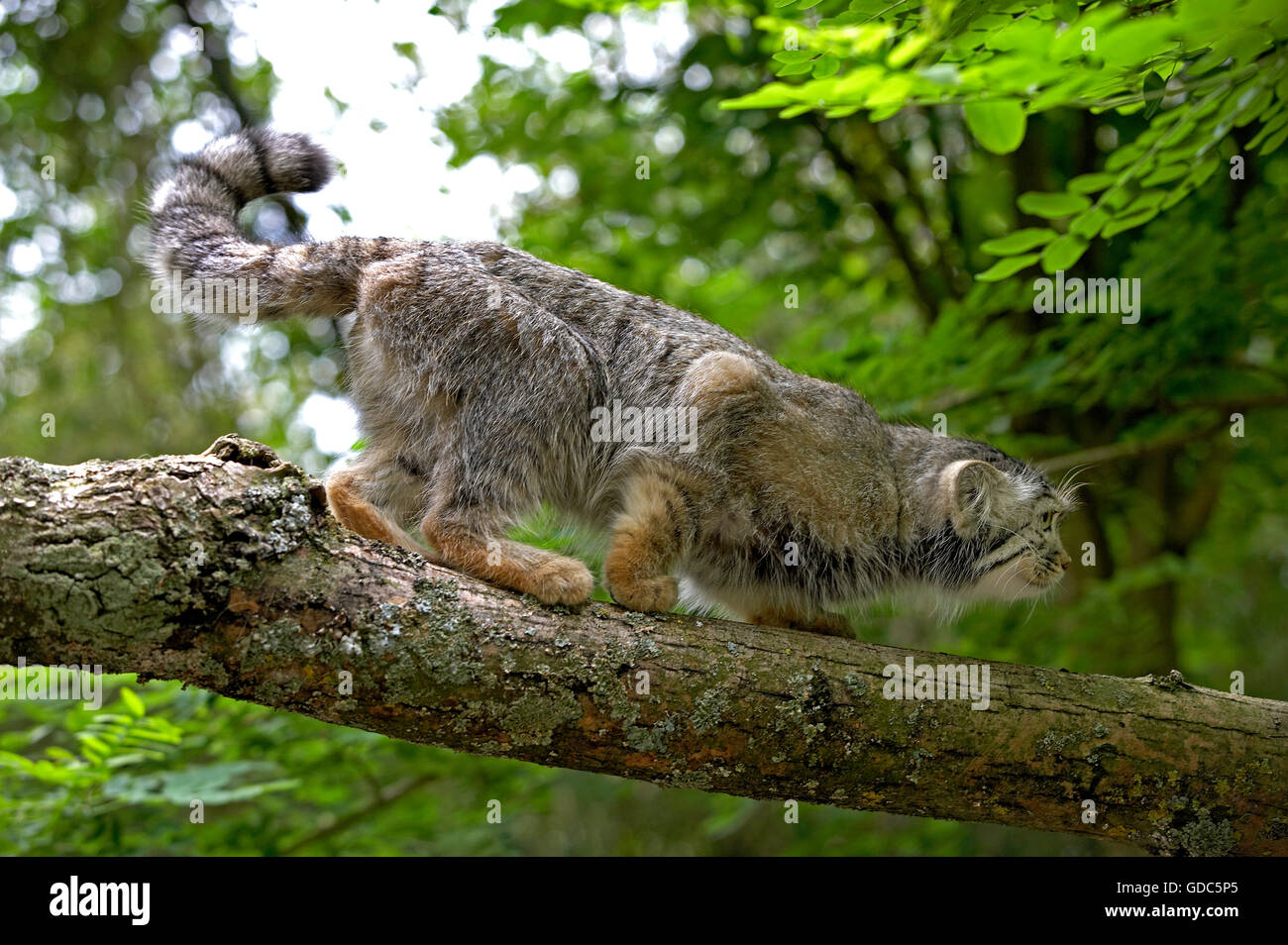 MANUL OR PALLAS'S CAT otocolobus manul, ADULT ON BRANCH Stock Photo - Alamy