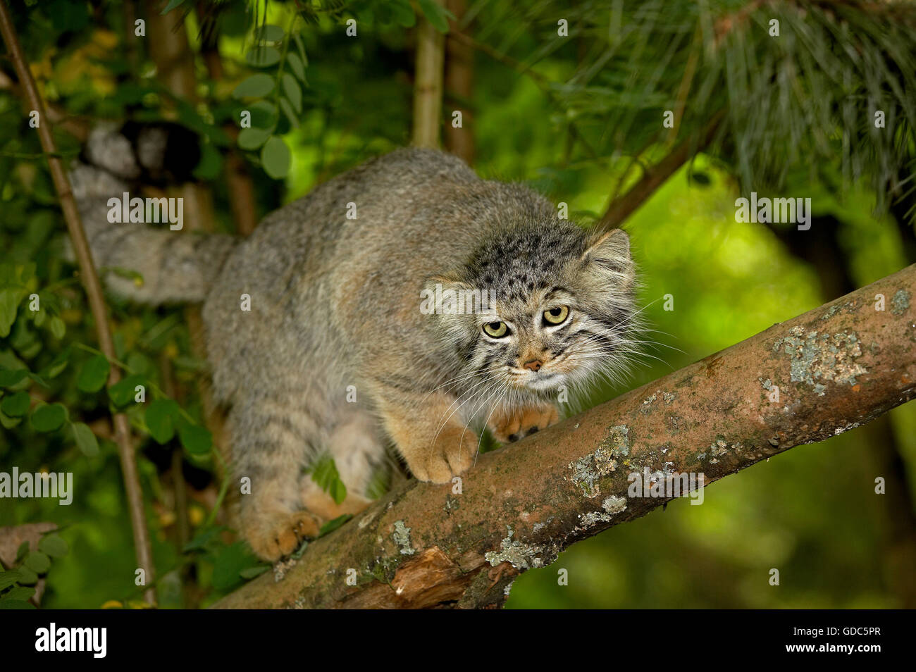 Manul or Pallas's Cat, otocolobus manul, Adult on Branch Stock Photo ...