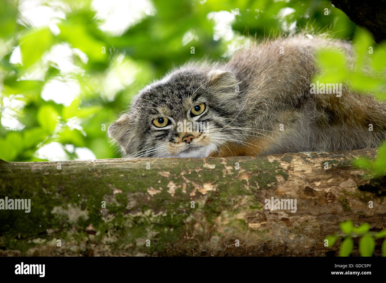 MANUL OR PALLAS'S CAT otocolobus manul, ADULT ON BRANCH Stock Photo - Alamy