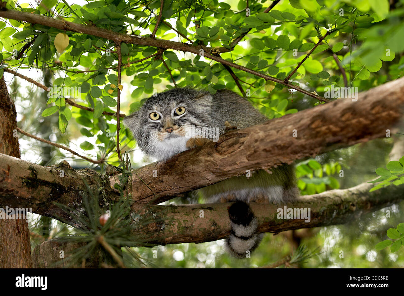 MANUL OR PALLAS'S CAT otocolobus manul, ADULT ON BRANCH Stock Photo - Alamy