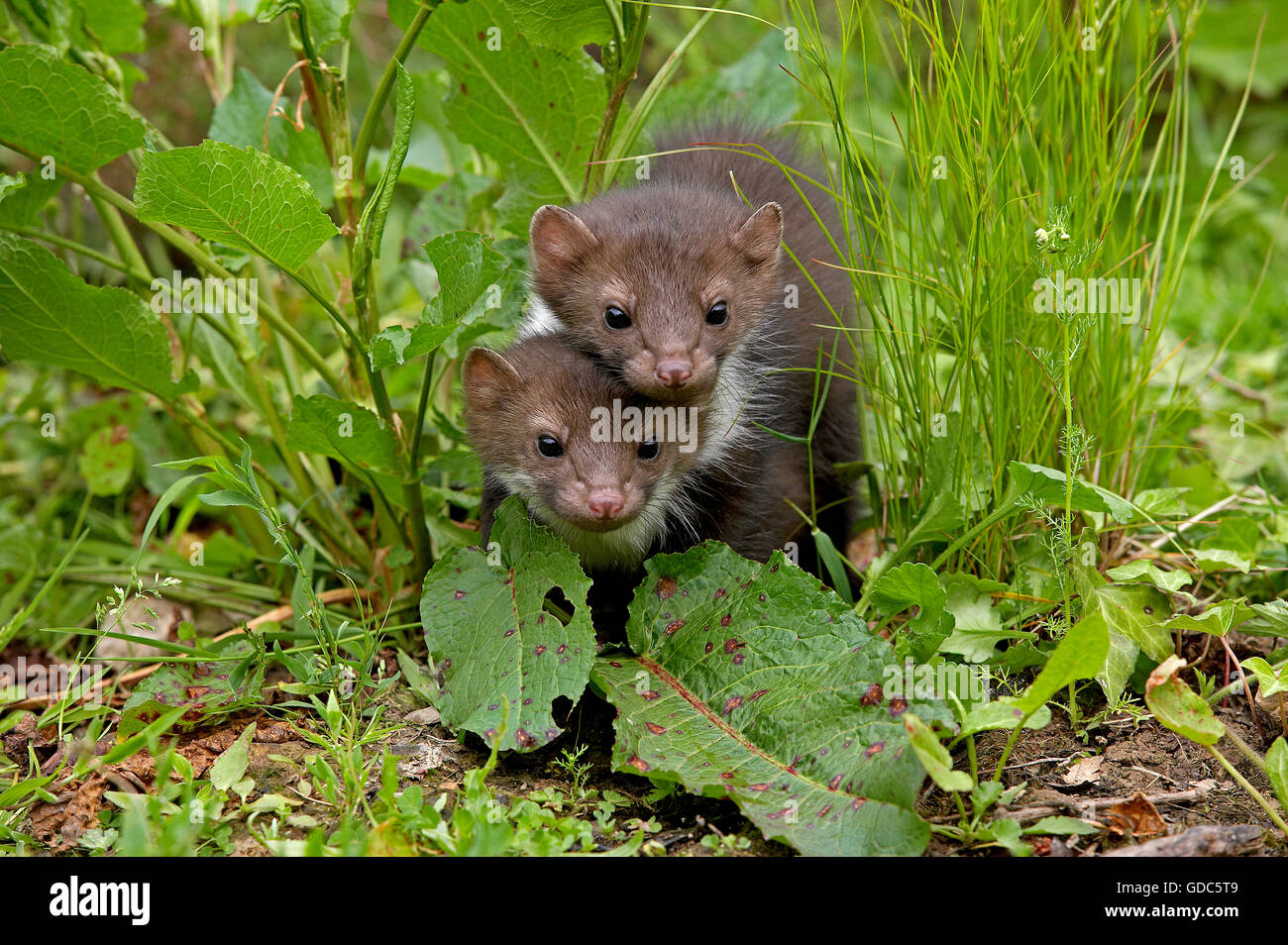 Stone Marten or Beech Marten, martes foina, Youngs, Normandy Stock ...