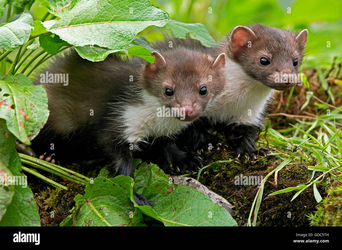 Stone Marten or Beech Marten, martes foina, Youngs, Normandy Stock ...