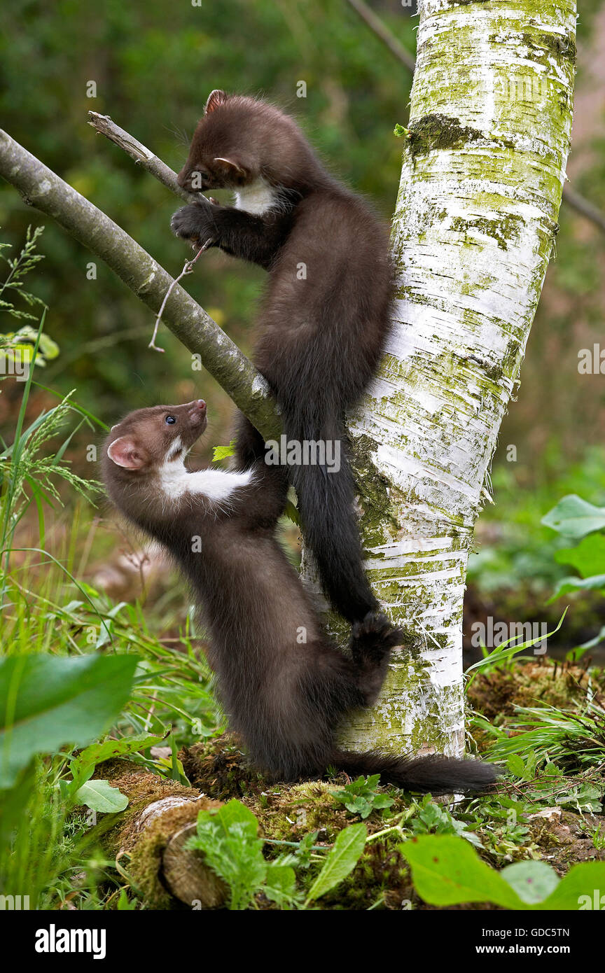 Stone Marten or Beech Marten, martes foina, Youngs playing in Tree ...