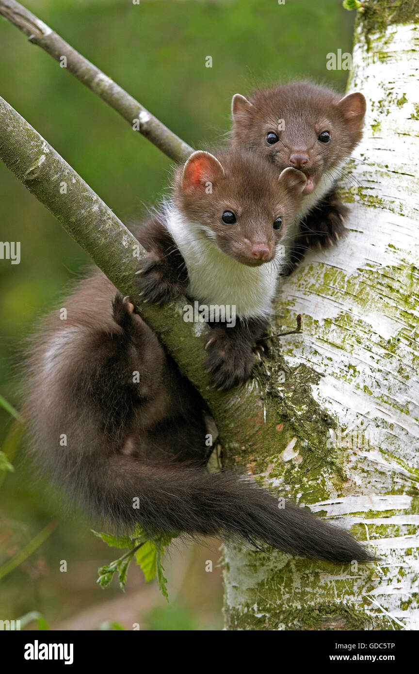 Playing marten hi-res stock photography and images - Alamy