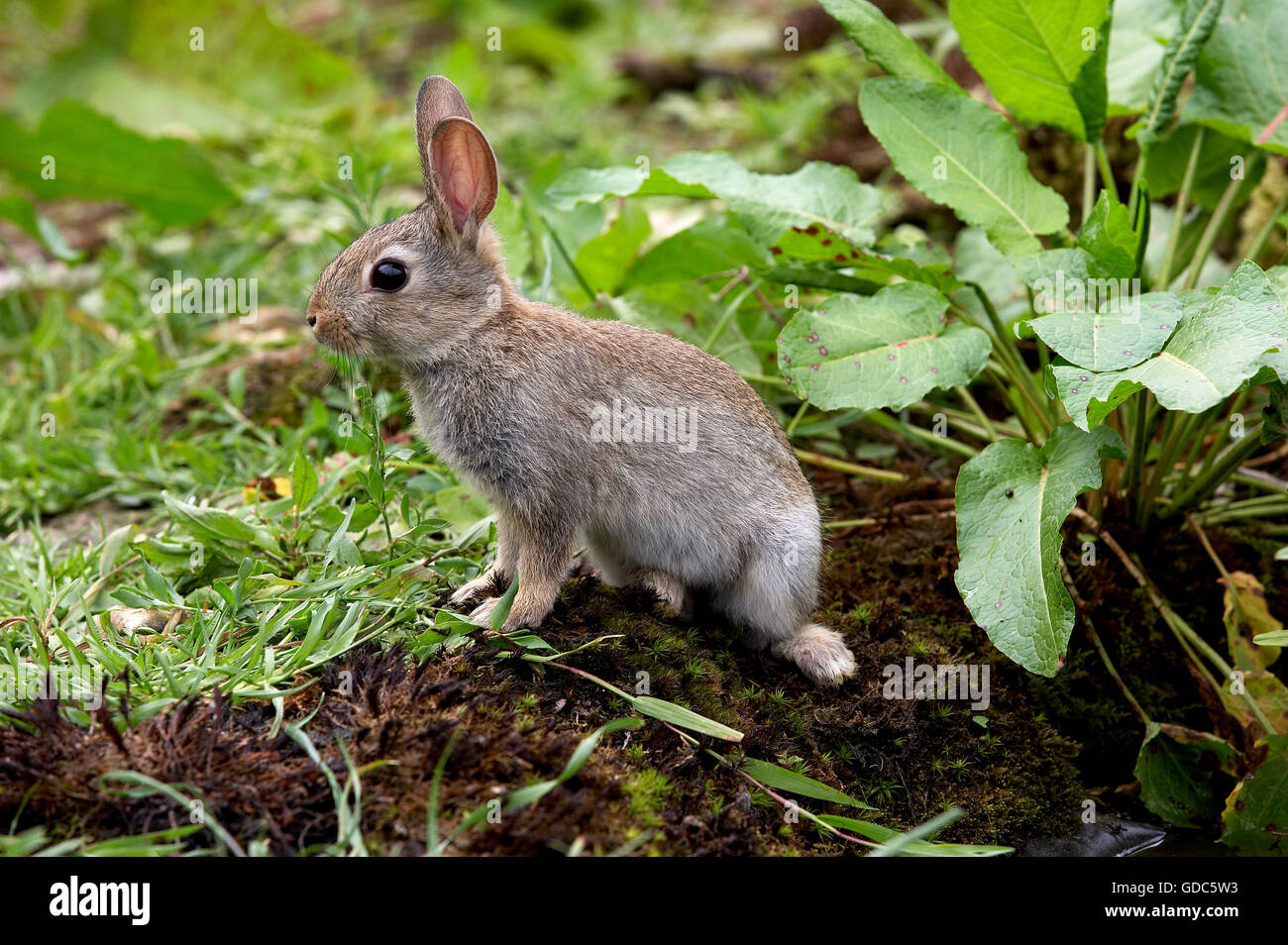 Young European Rabbit, oryctolagus cuniculus, Normandy Stock Photo - Alamy