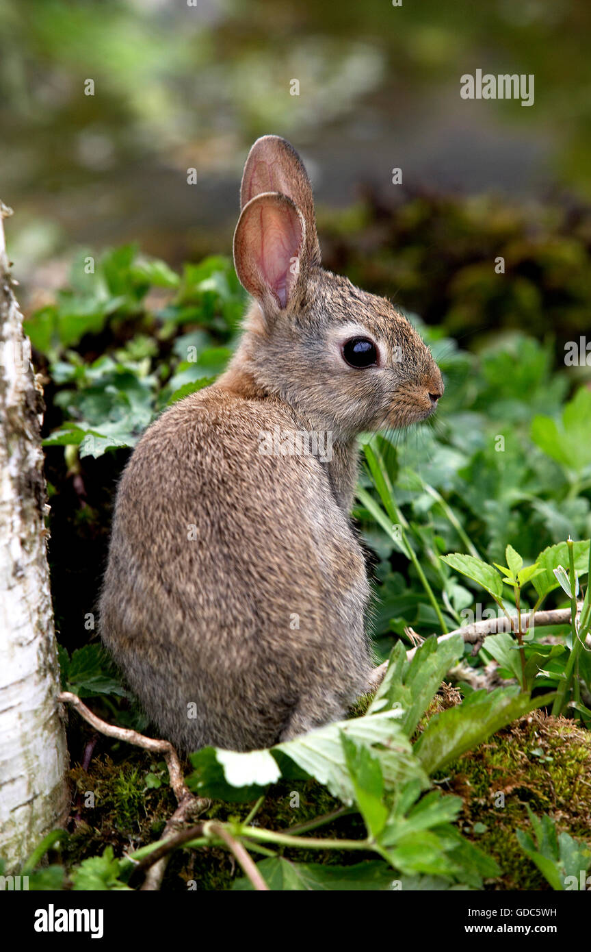 European Rabbit or Wild Rabbit, oryctolagus cuniculus, Young on Grass ...