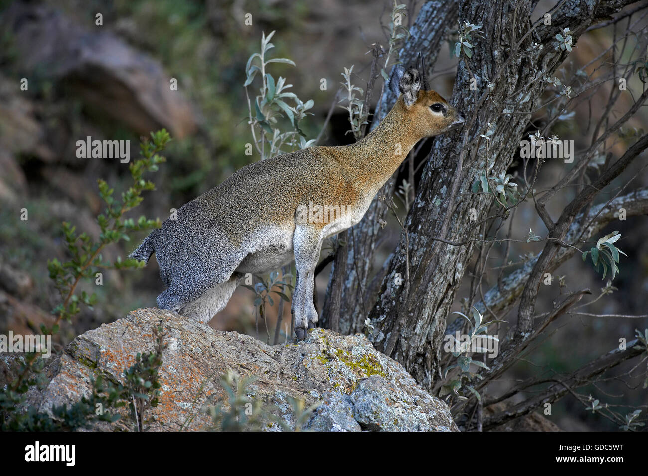 Klipspringer, oreotragus oreotragus, Adult on Rocks, Hell's Gate Park ...