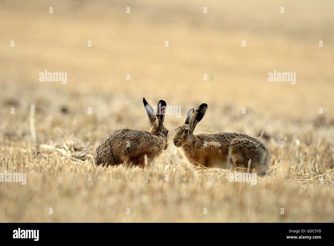Rabbit field hi-res stock photography and images - Alamy