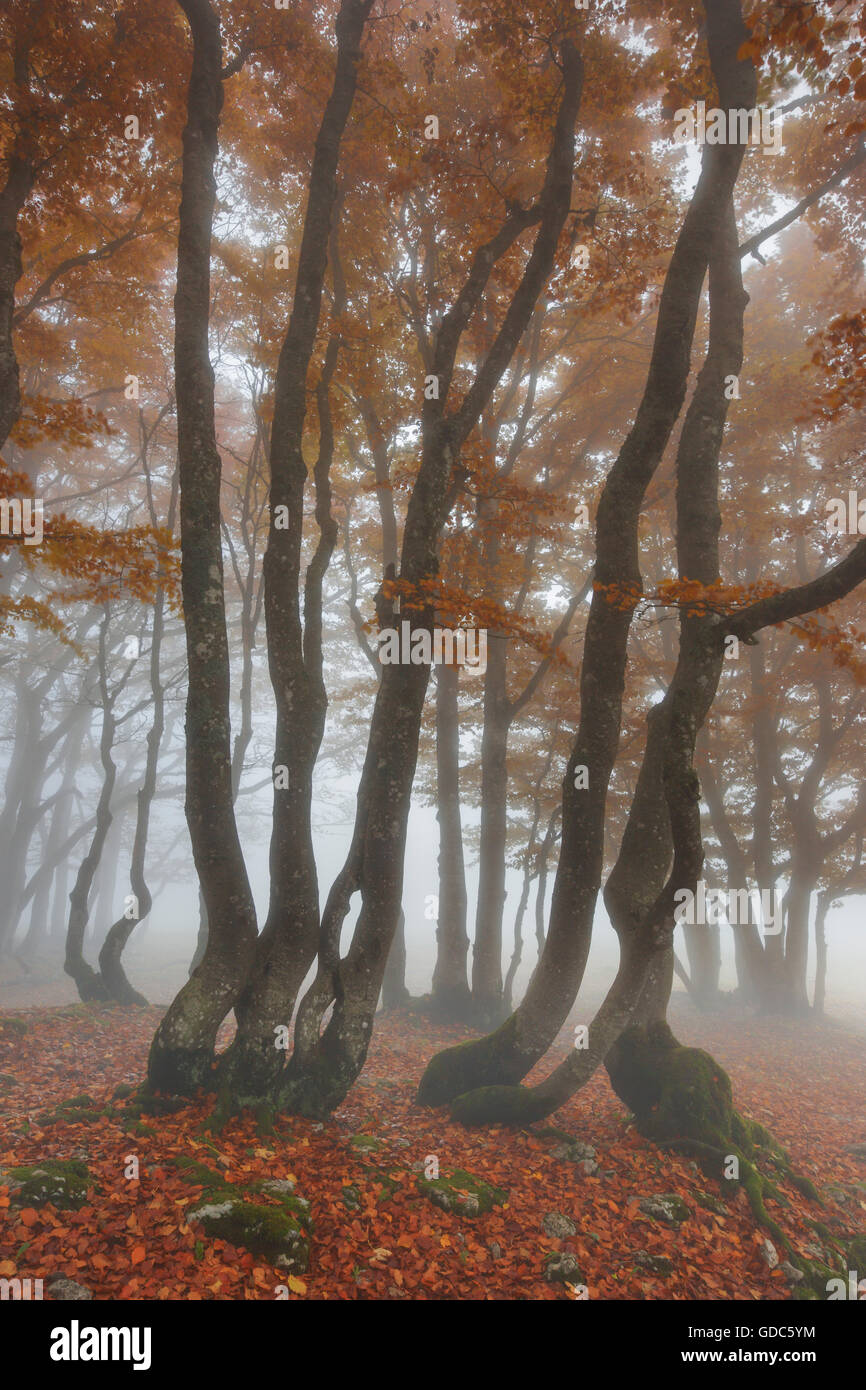 Beech forest in autumn,Switzerland Stock Photo - Alamy