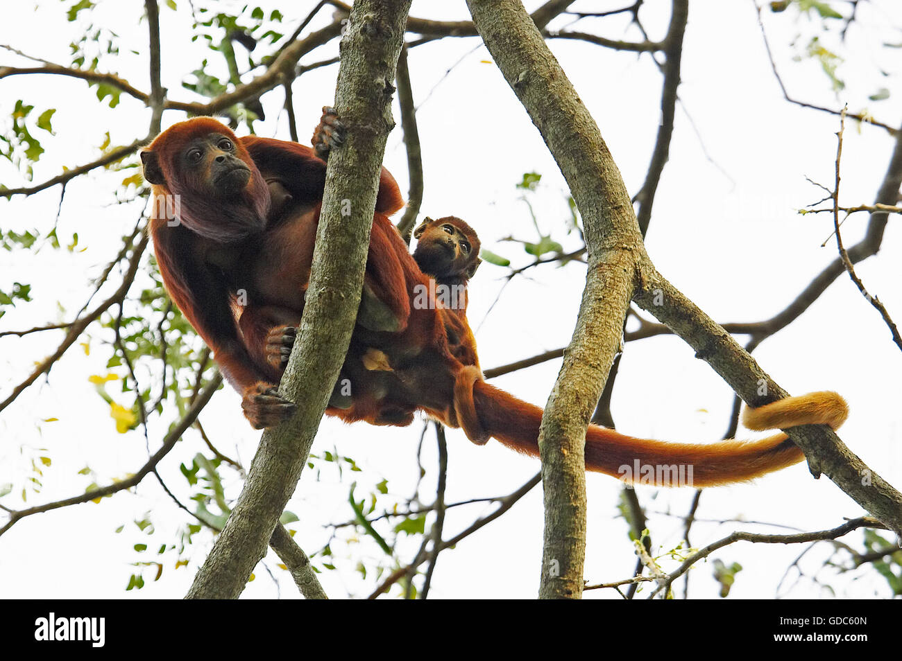 Red Howler Monkey, alouatta seniculus, Female with Young in Tree, Los ...