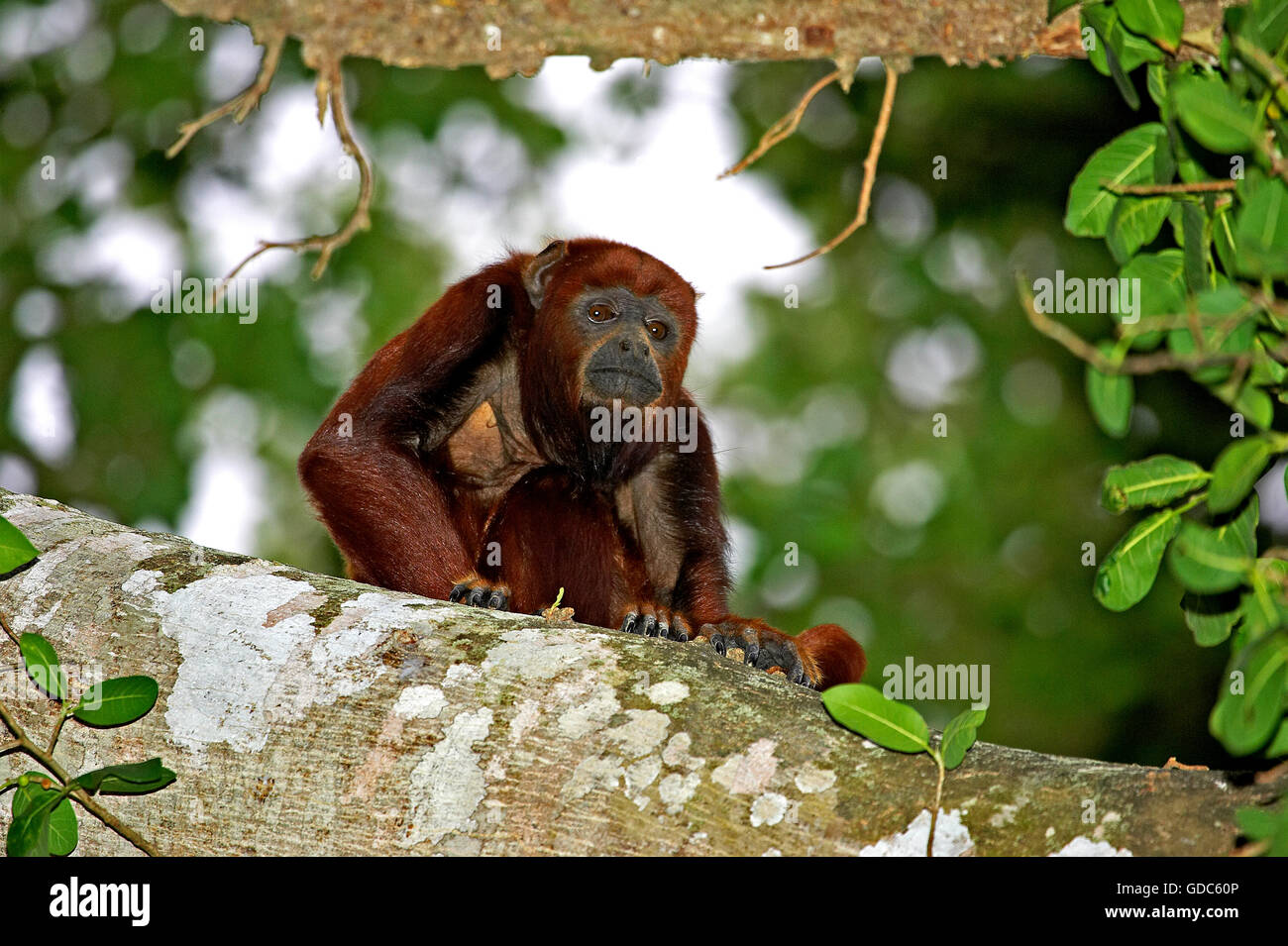 Red Howler Monkey, alouatta seniculus, Adult in Tree, Los Lianos in ...