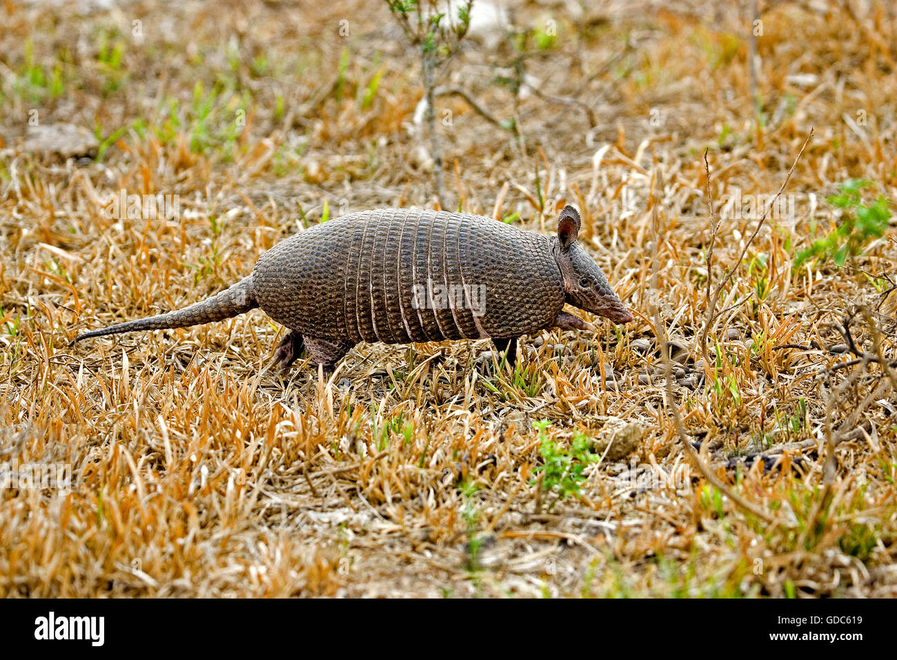 Dasypus novemcinctus images hi-res stock photography and images - Alamy