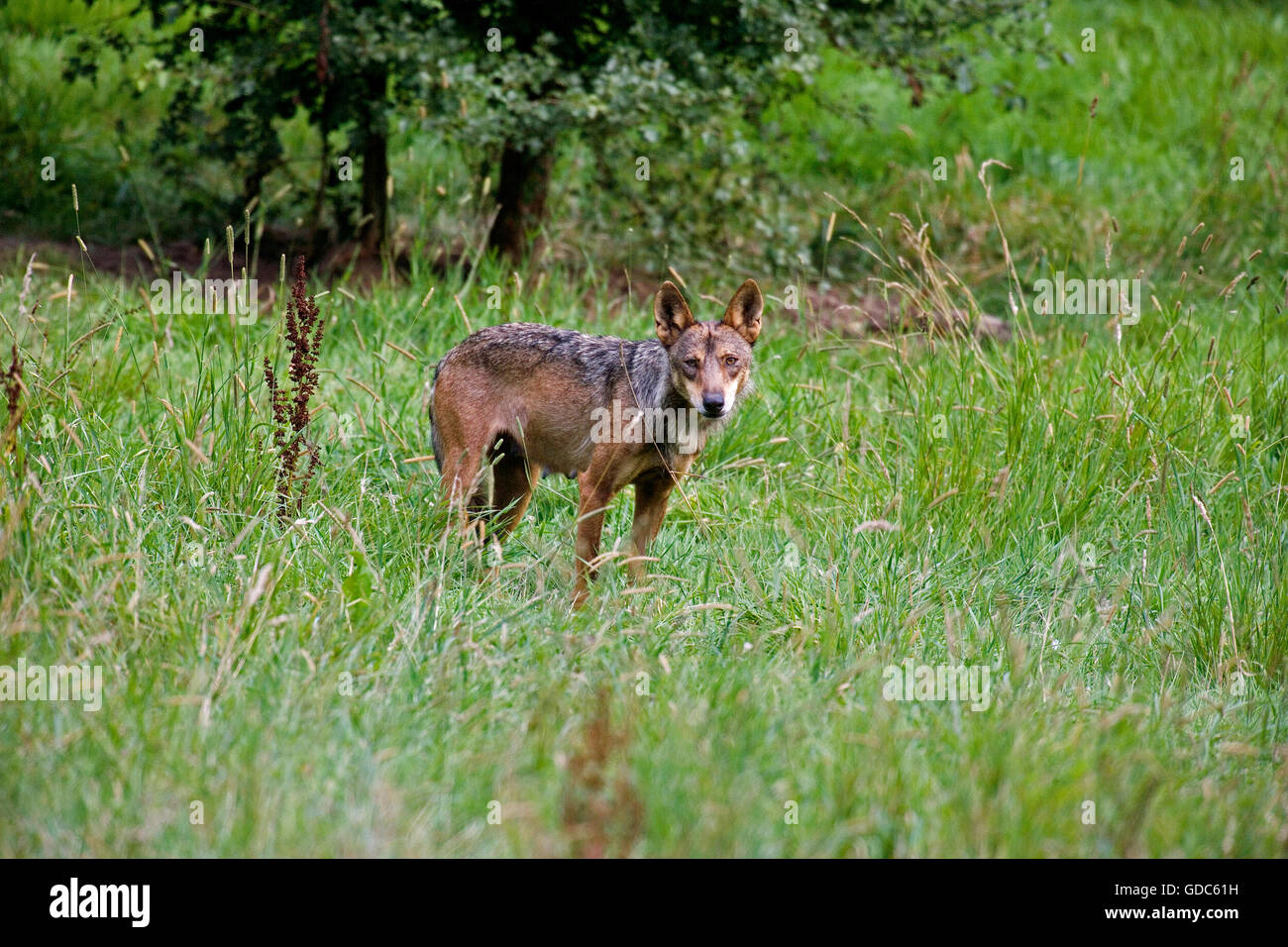 Iberian Wof, canis lupus signatus, Adult in Long Grass Stock Photo - Alamy
