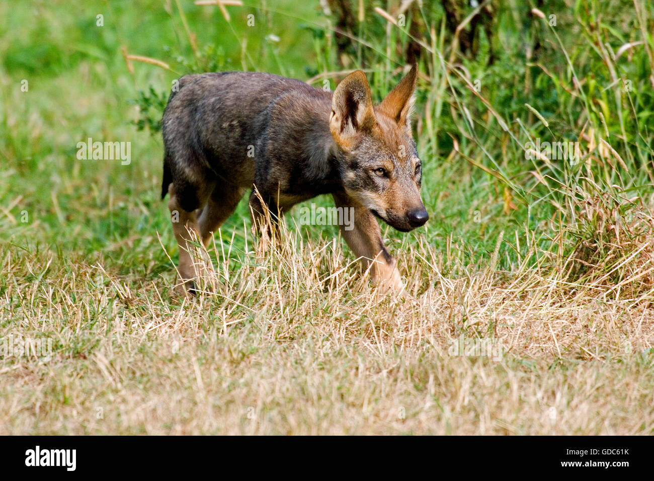 Iberian Wolf, canis lupus signatus, Pup Stock Photo - Alamy