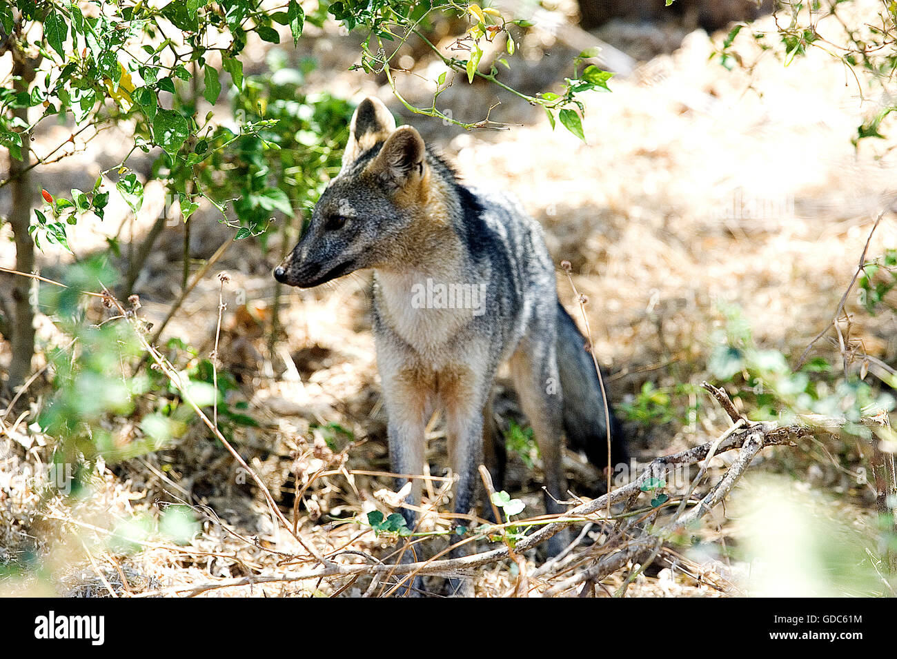 Crab Eating Fox, cerdocyon thous, Adult, Los Lianos au Venezuela Stock ...