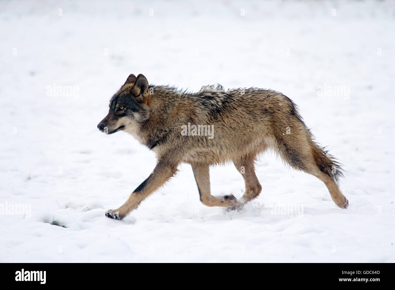 Iberian Wolf, canis lupus signatus on Snow Stock Photo - Alamy