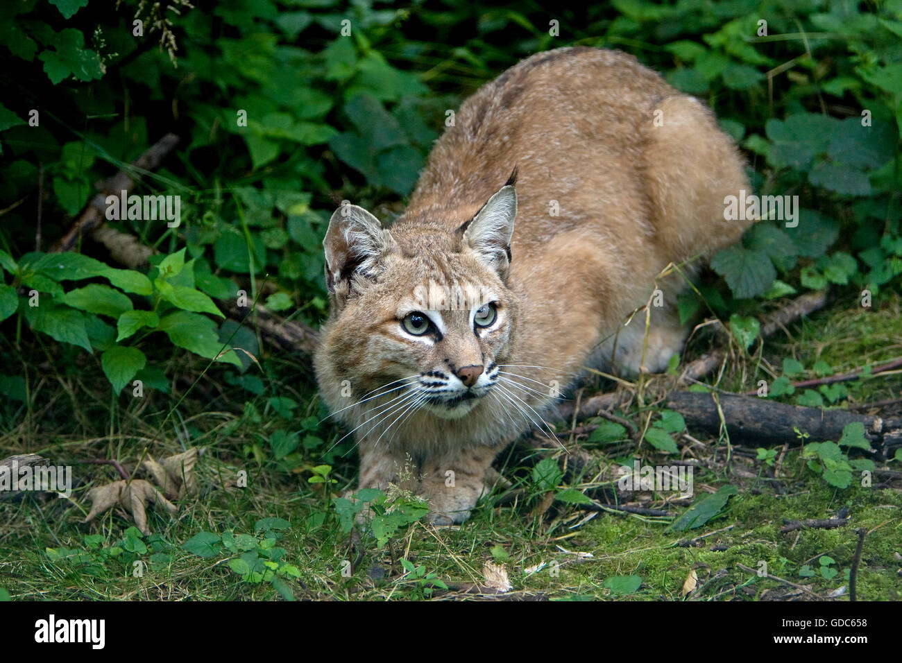 Felis hi-res stock photography and images - Alamy