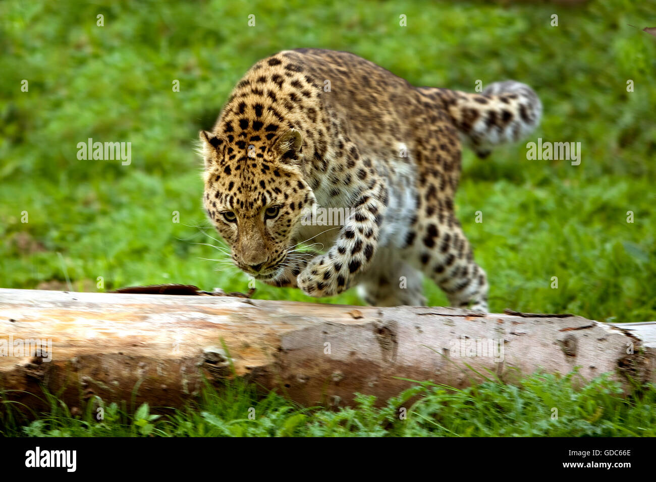 Leopard jumping tree hi-res stock photography and images - Alamy