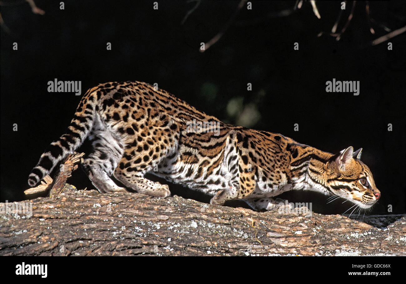 Ocelot Eating