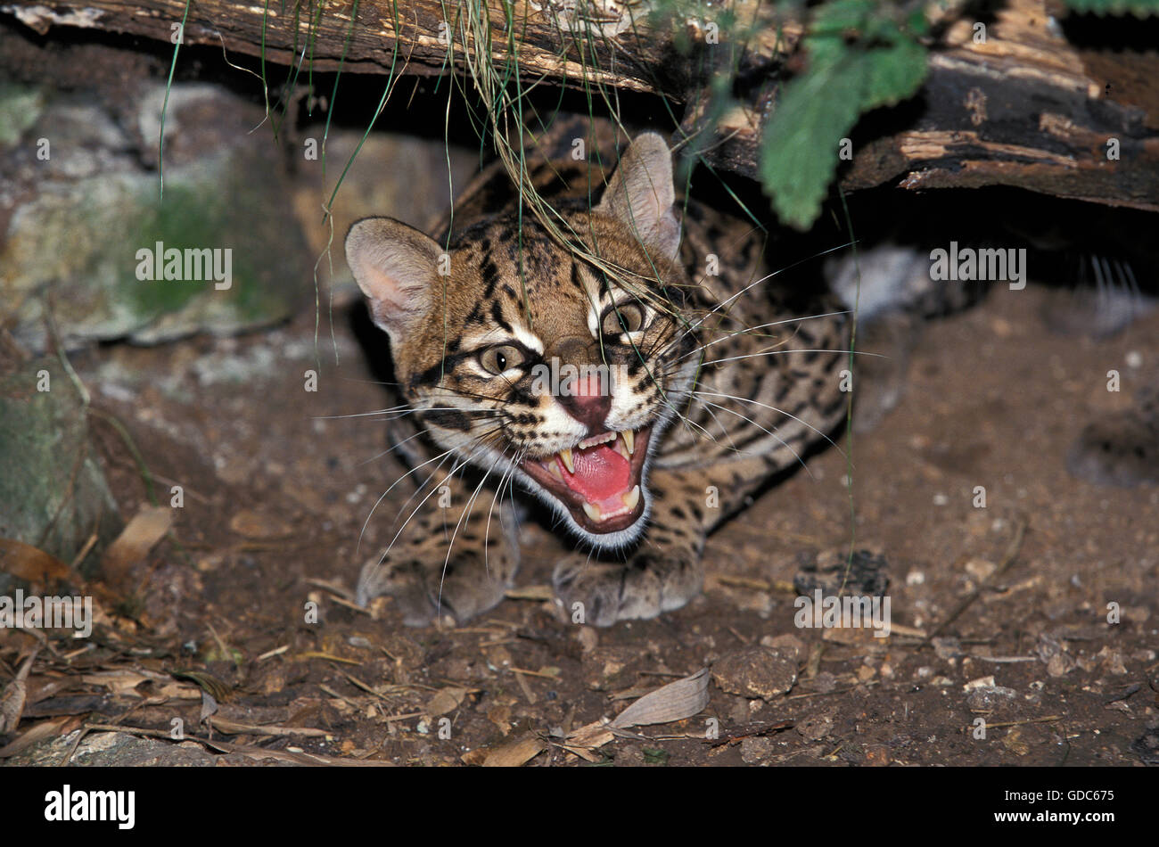 OCELOT leopardus pardalis, ADULT GROWLING Stock Photo - Alamy