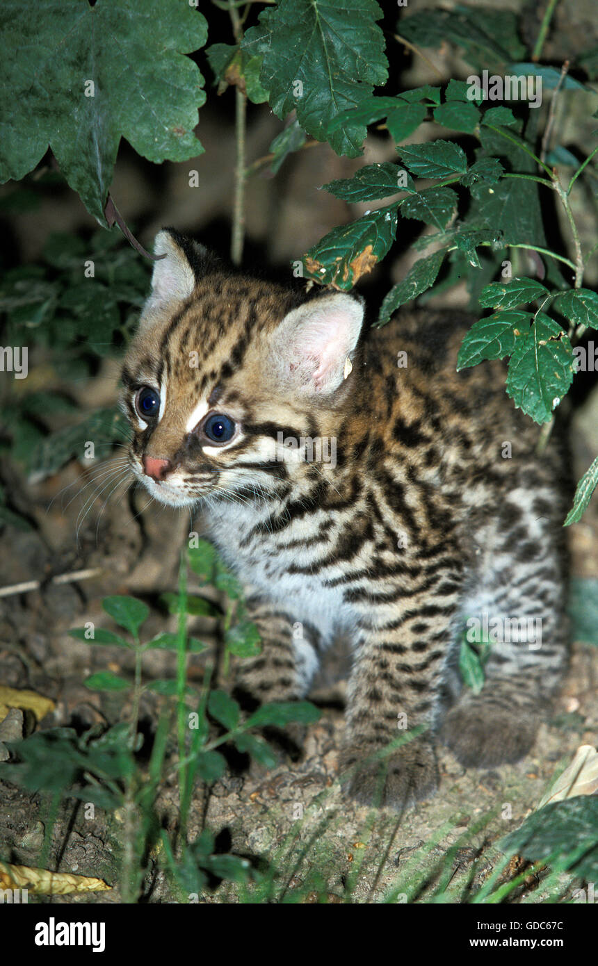 Ocelot Cubs