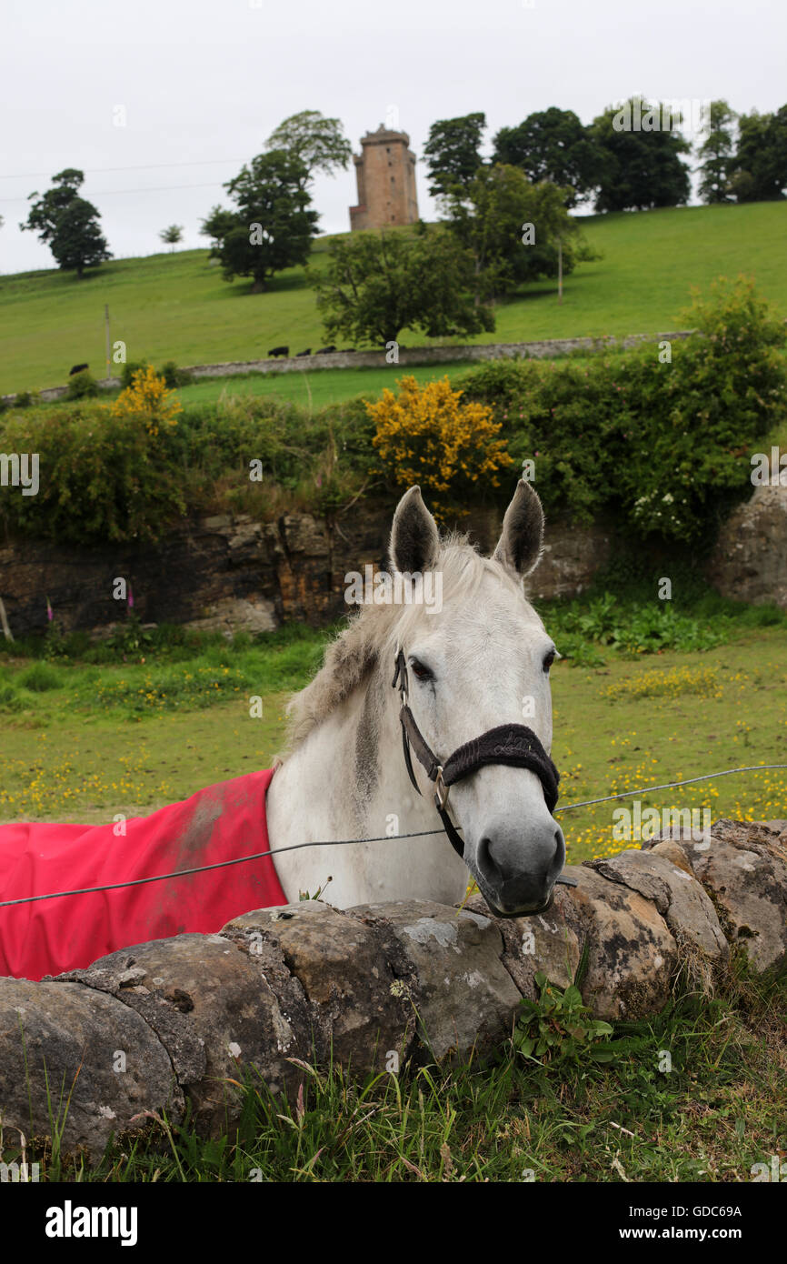 Horse in a field with the clackmannan tower in the background - King's ...