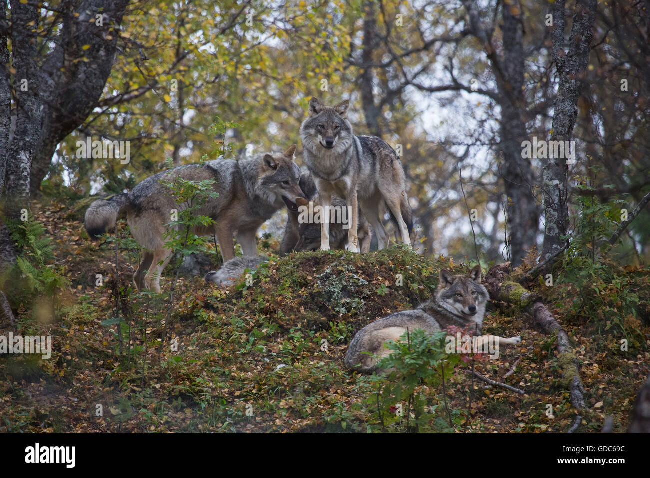 Norway colors hi-res stock photography and images - Alamy