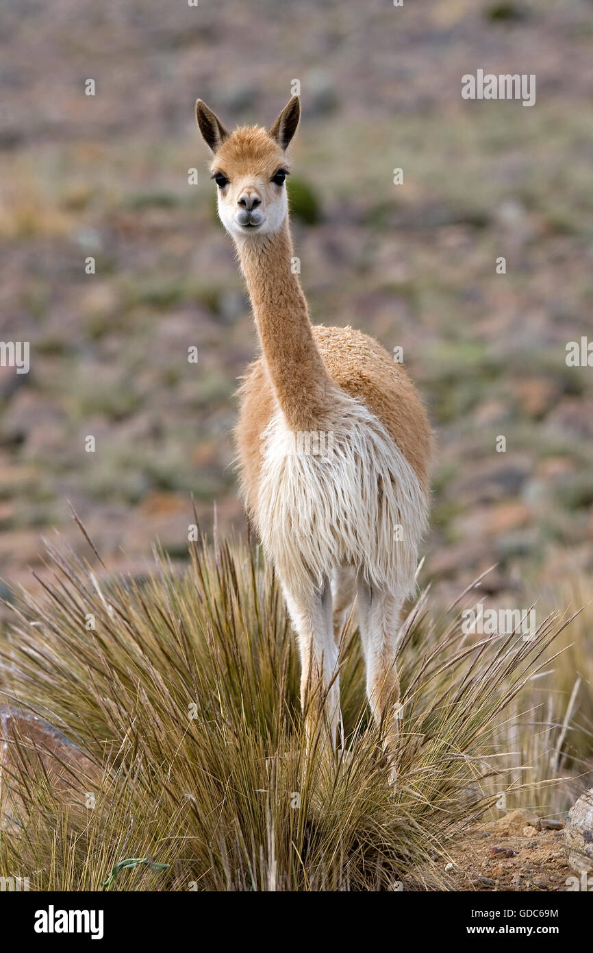 Vicuna hi-res stock photography and images - Alamy