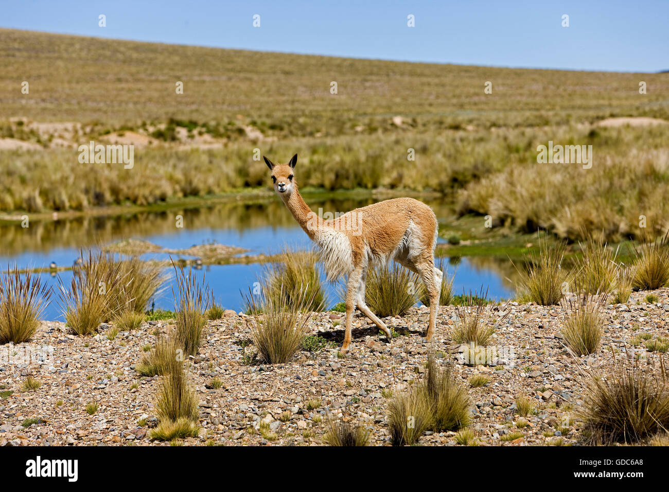 VICUNA vicugna vicugna, PAMPA GALERAS NATIONAL RESERVE, PERU Stock ...
