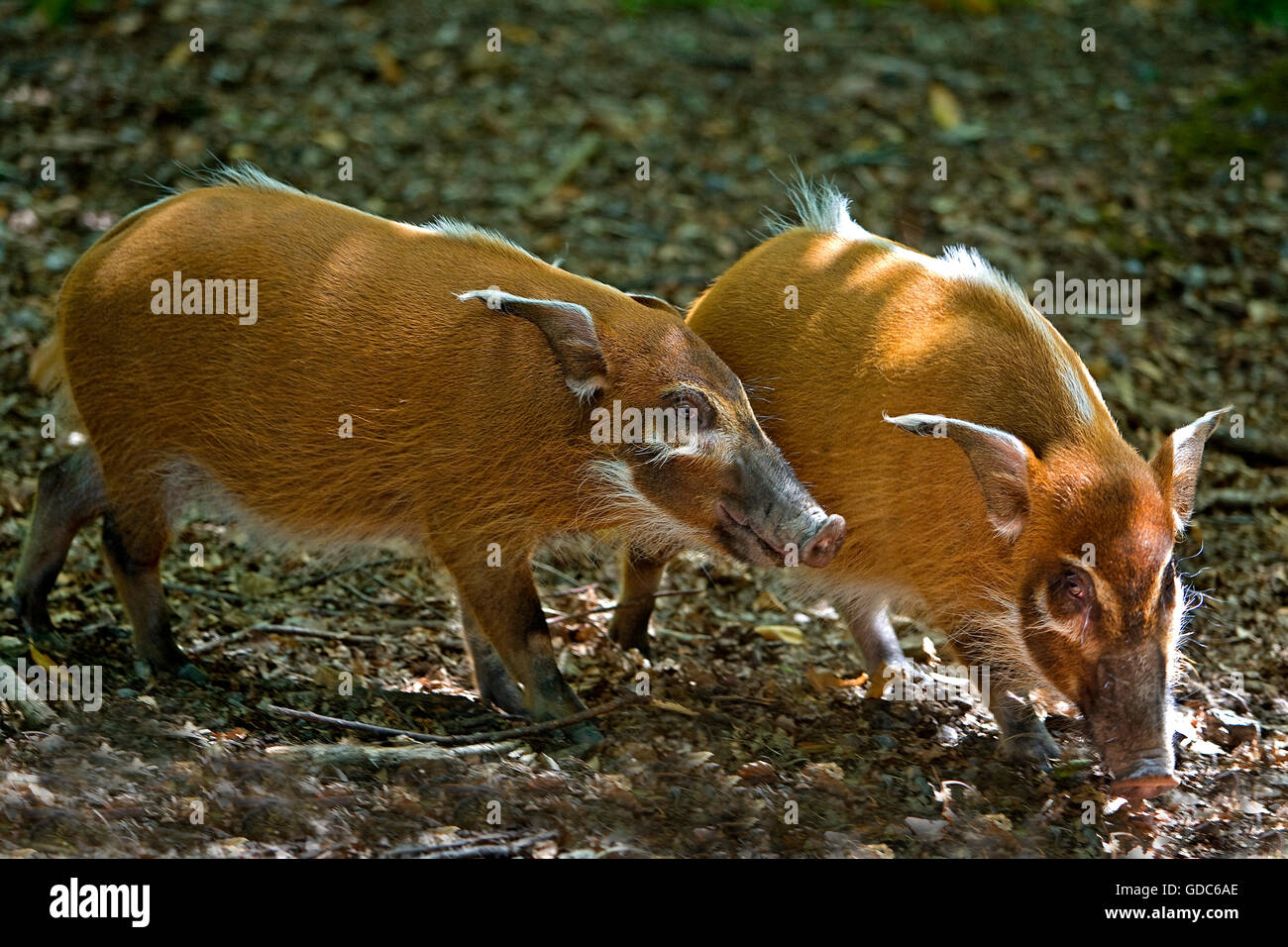 Red River Hog or Bush Pig, potamochoerus porcus, Adults Stock Photo - Alamy