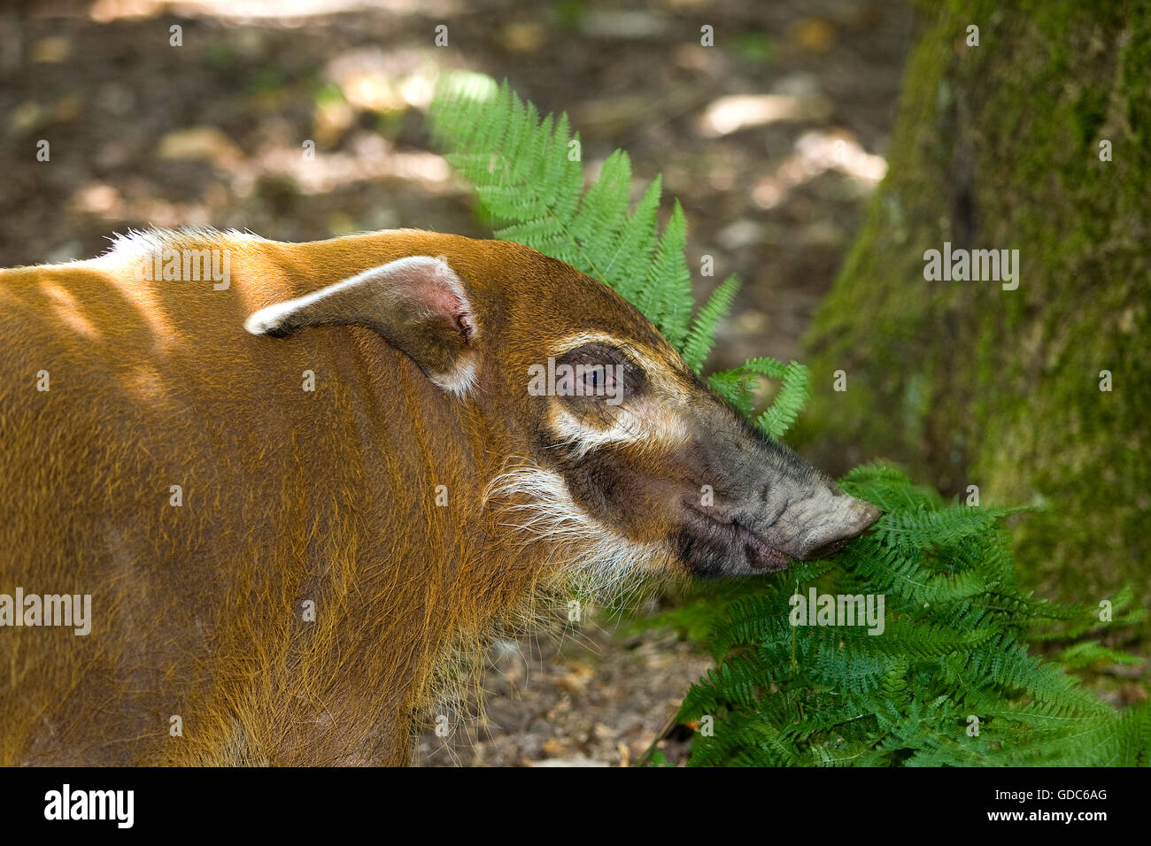 Adult eating fern hi-res stock photography and images - Alamy