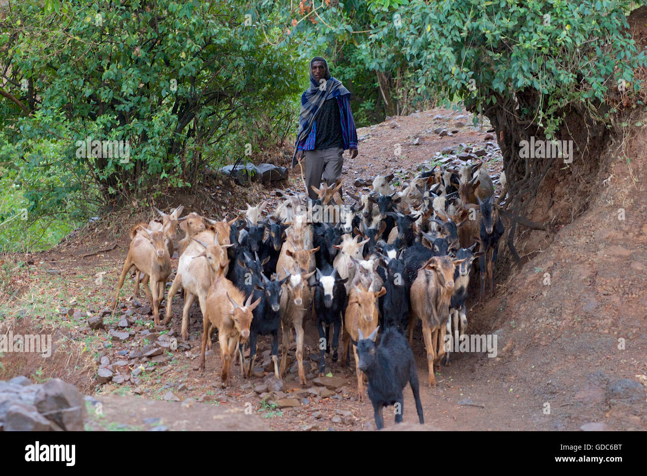 Ethiopian goat herder hi-res stock photography and images - Alamy