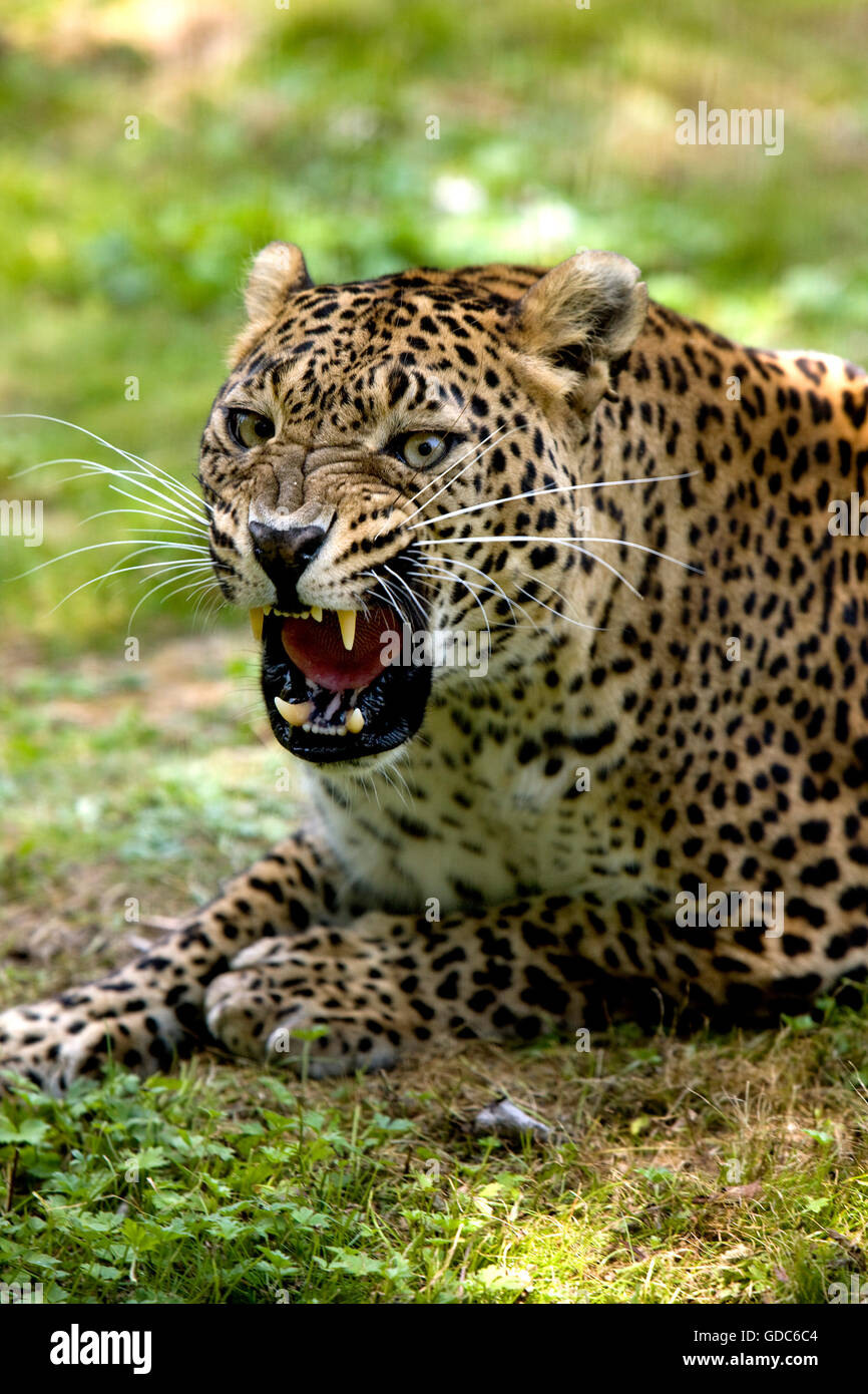 Amur Leopard, panthera pardus orientalis, Adult Snarling Stock Photo ...