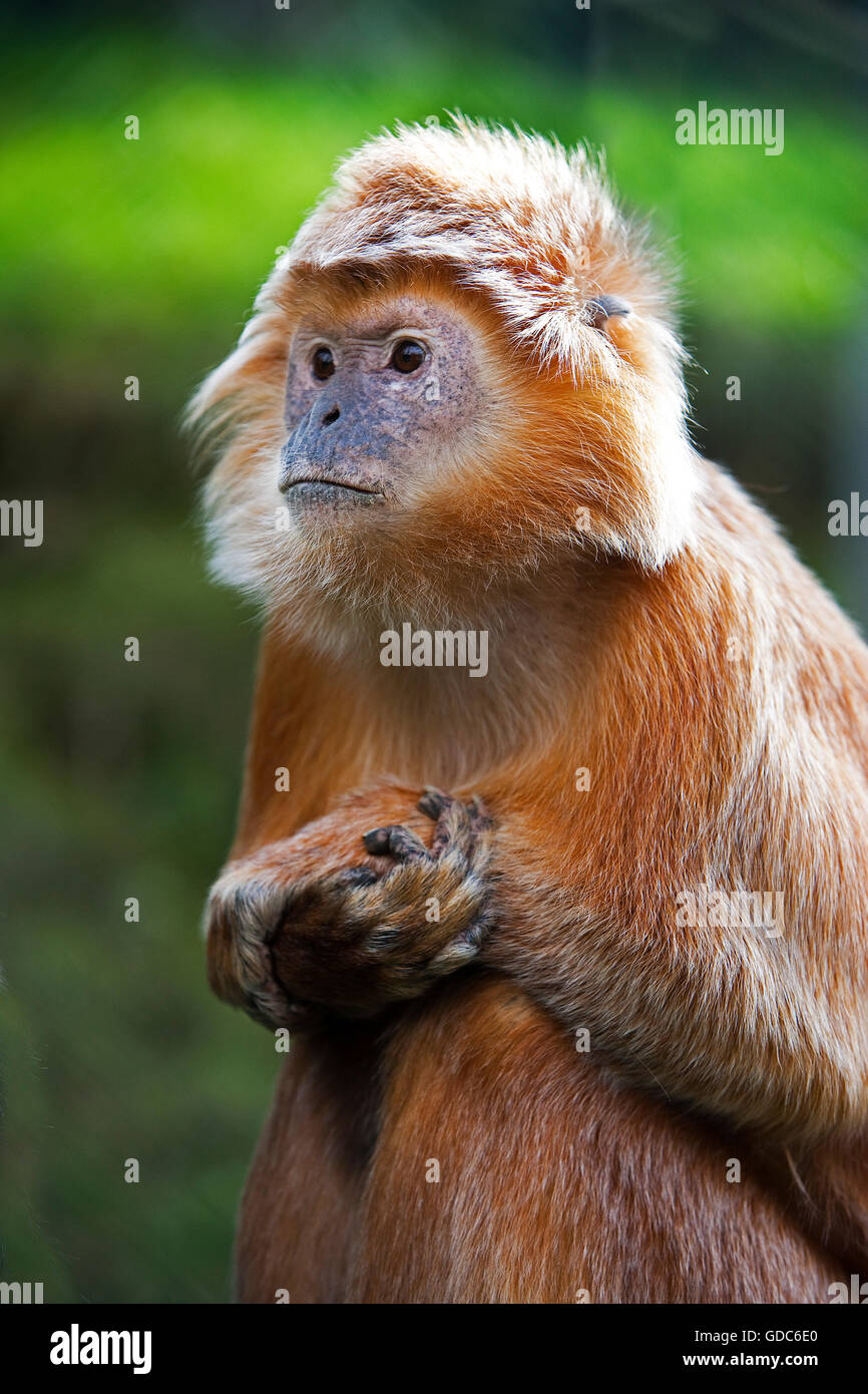 Javan Langur or Javan Lutung, trachypithecus auratus, Adult Stock Photo ...