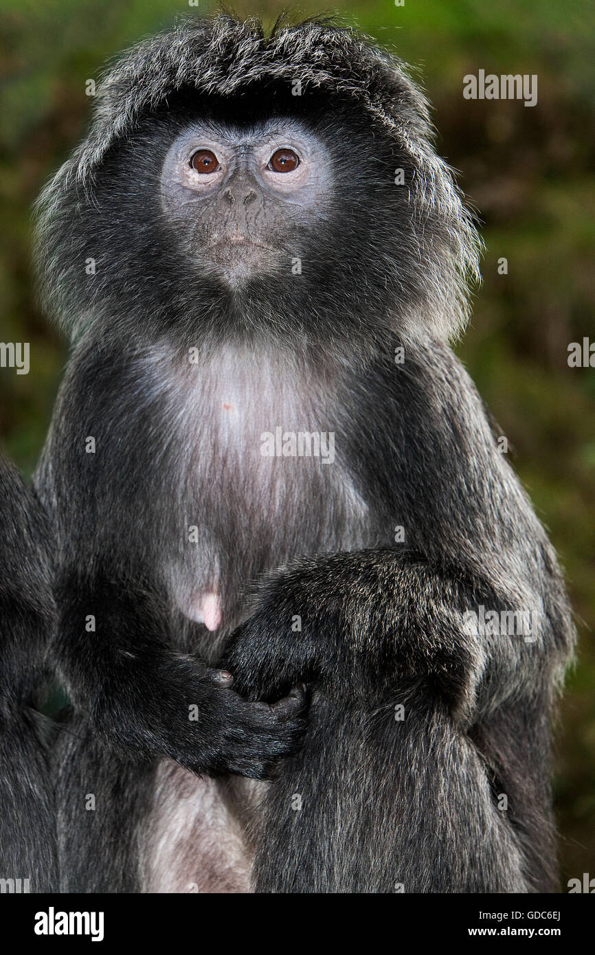 Trachypithecus hi-res stock photography and images - Alamy