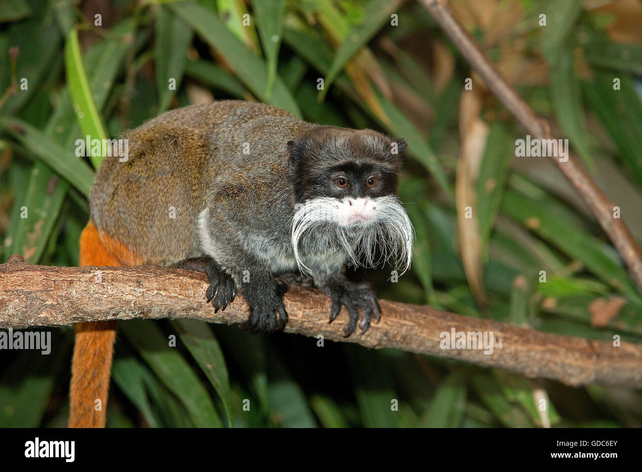 Saguinus imperator subgrisescens hi-res stock photography and images ...