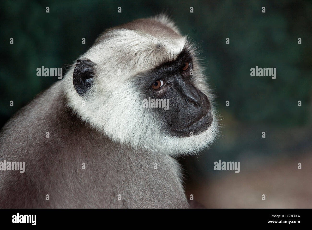HEAD OF HANUMAN LANGUR semnopithecus entellus Stock Photo - Alamy