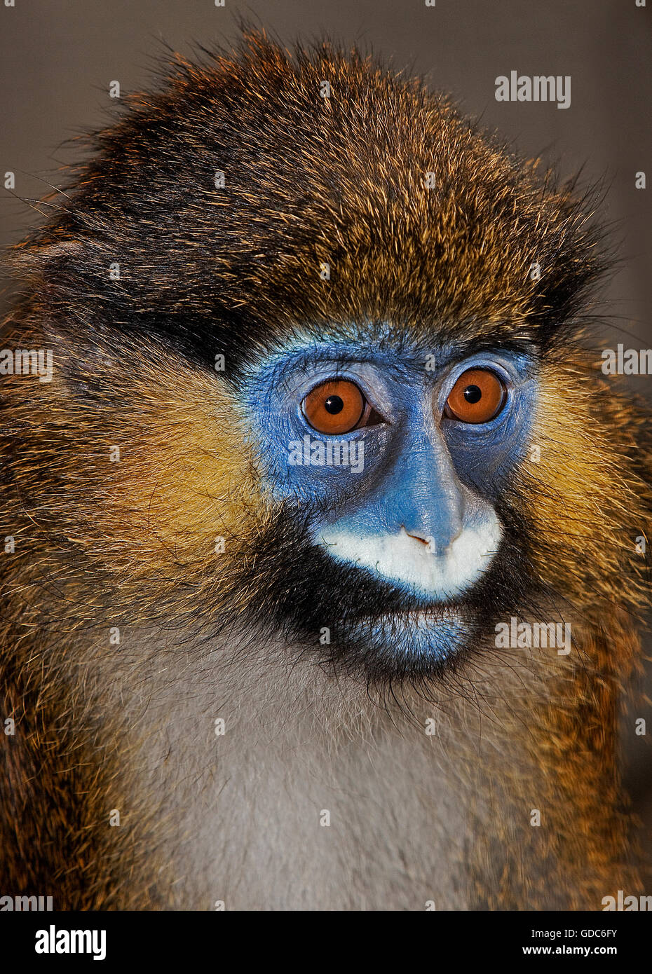 MOUSTACHED MONKEY OR MUSTACHED MONKEY cercopithecus cephus, PORTRAIT OF ...