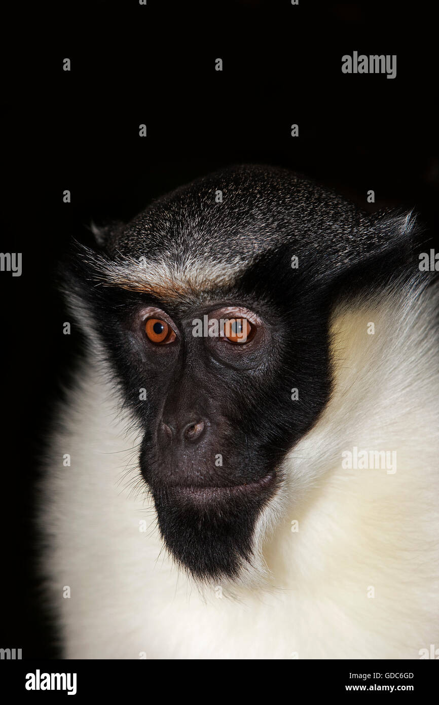 DIANA MONKEY cercopithecus diana, HEAD OF ADULT Stock Photo - Alamy