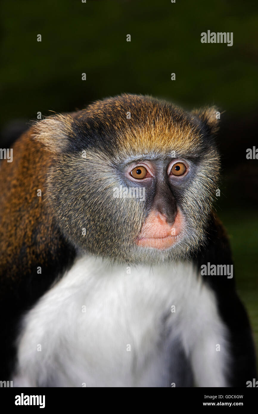 CAMPBELL'S MONKEY cercopithecus campbelli, PORTRAIT OF ADULT Stock ...
