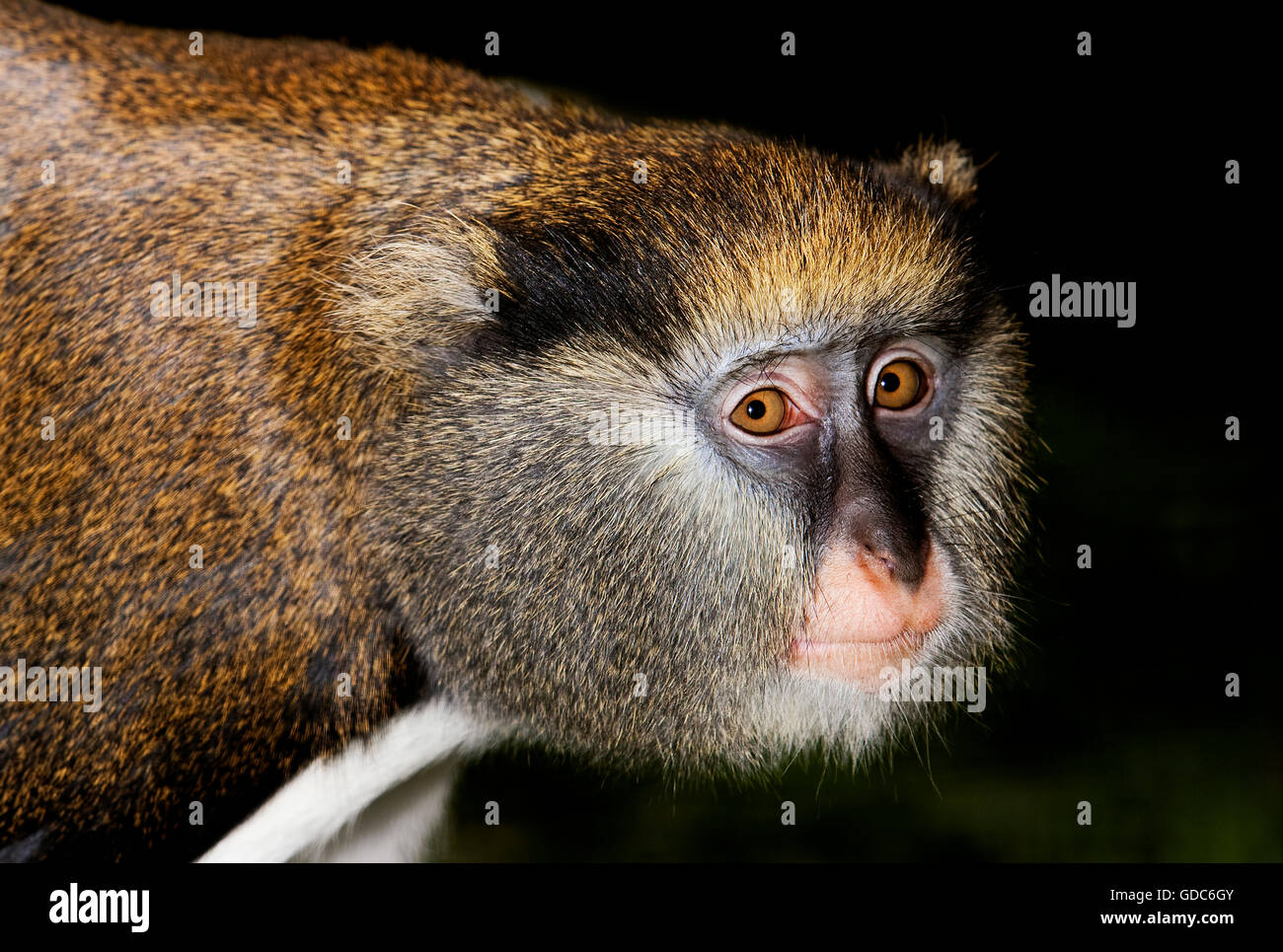 Campbells monkey cercopithecus campbelli hi-res stock photography and ...